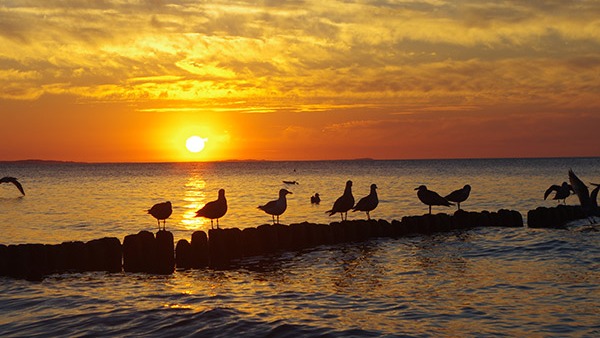 Misdroy - Den Polske Riviera | 4 dage | Dansk rejseleder | Se HER!